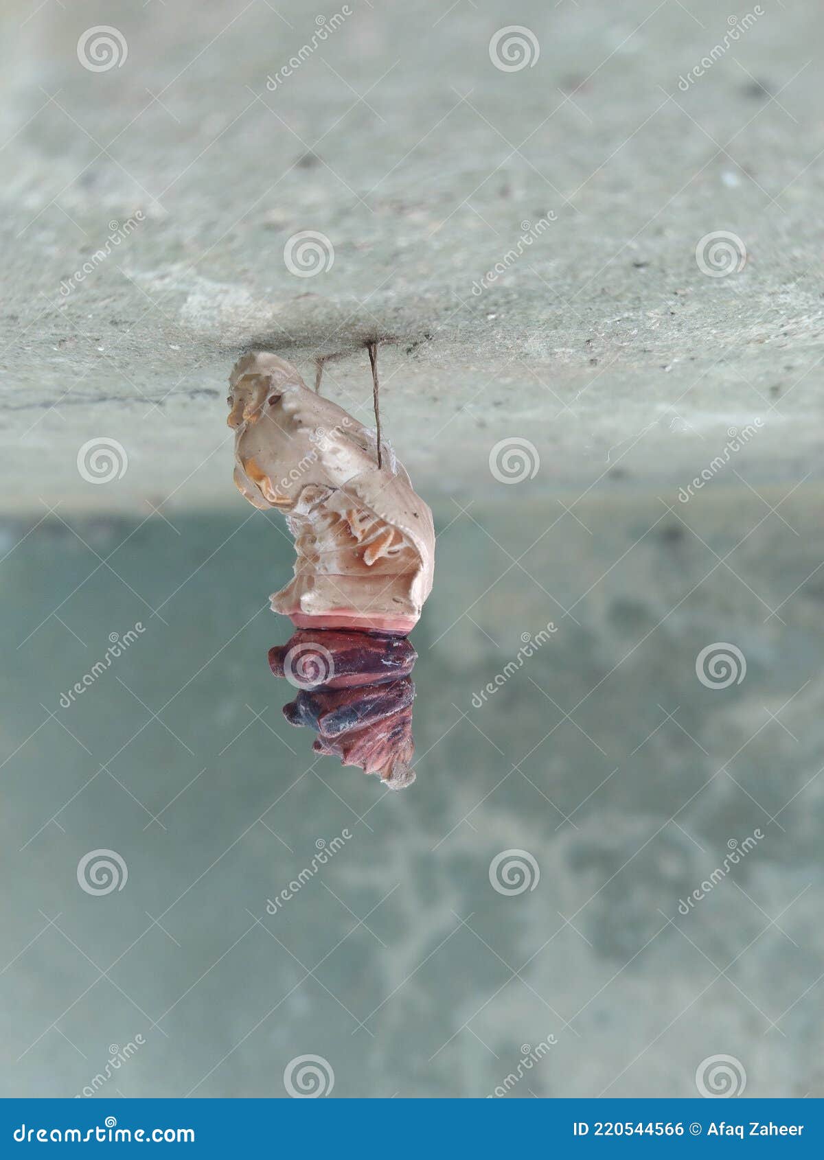 Beautiful butterfly pupa. stock photo. Image of study - 220544566