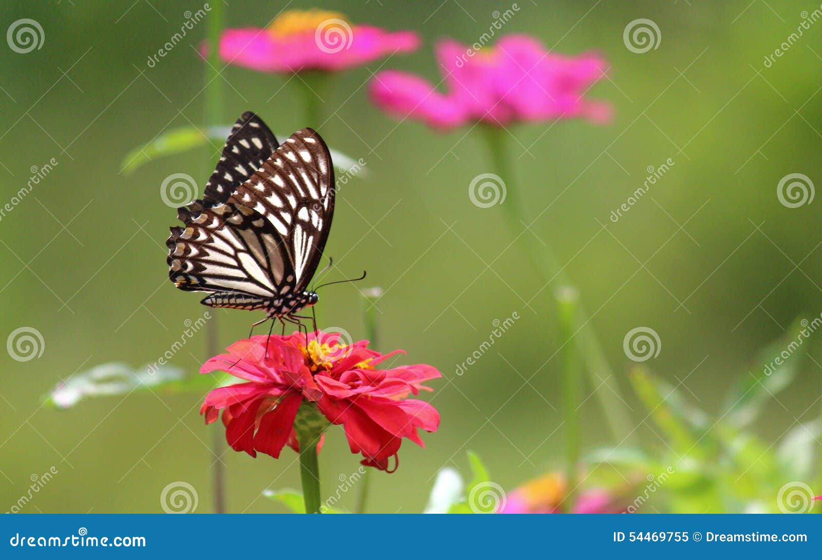 Beautiful butterfly stock image. Image of color, beautiful - 54469755