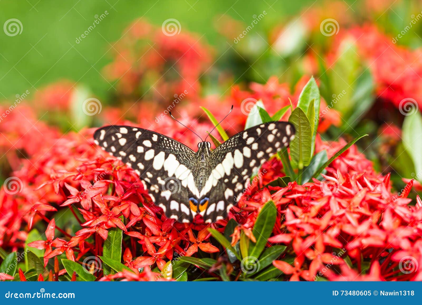 Beautiful Butterfly on Red Flower Stock Image - Image of small ...
