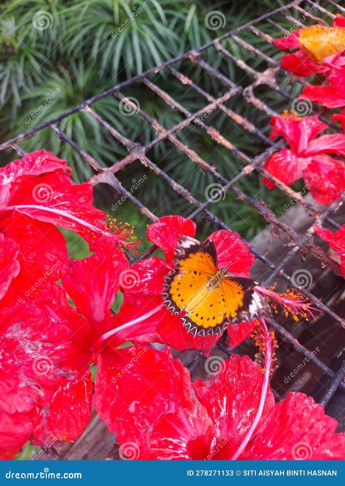 Beautiful Butterfly on Red Hibiscus Flower Stock Image - Image of ...