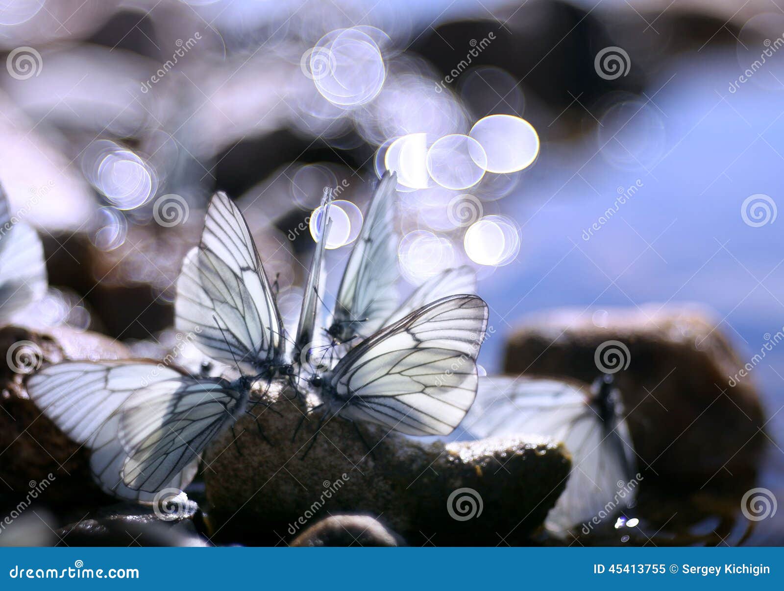 Beautiful Butterfly on the Rocks Near the Water, Nature, Spring Stock ...