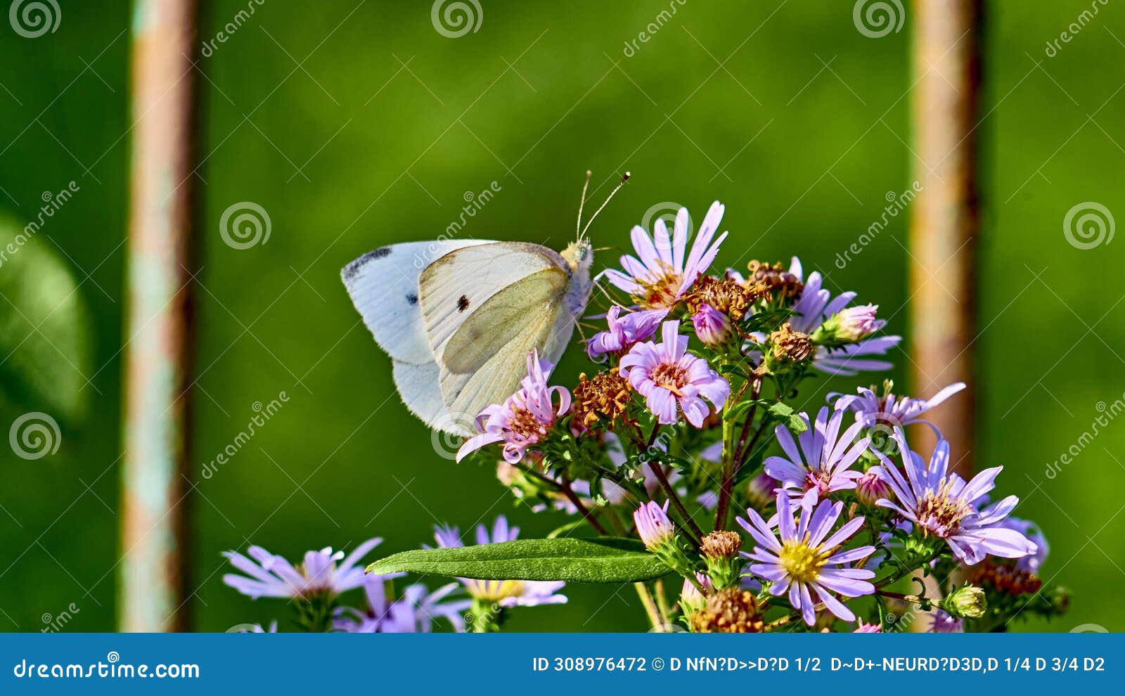 Beautiful Butterfly Sits on the Wildflowers. General Plan. Color Stock ...