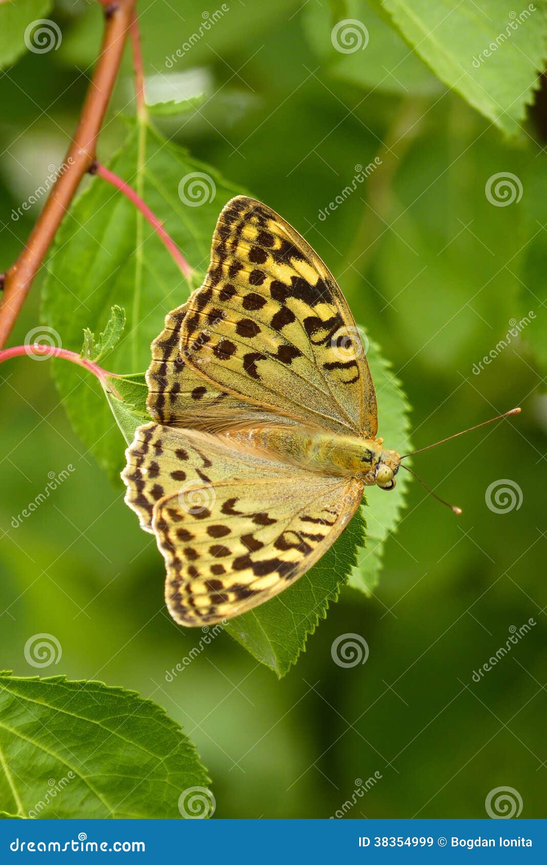 Beautiful Butterfly Sitting on a Green Leaf Stock Image - Image of ...