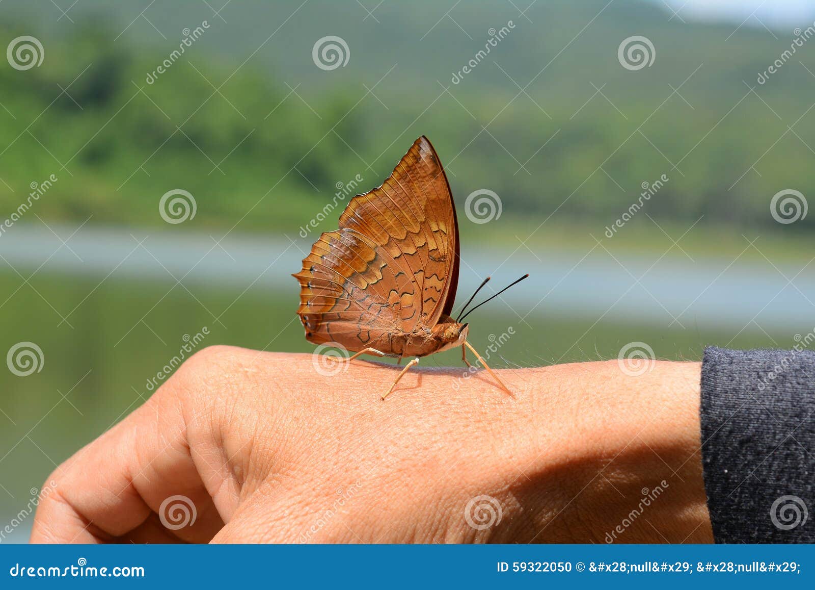 Beautiful Butterfly Sitting on Hand. Stock Photo - Image of change ...