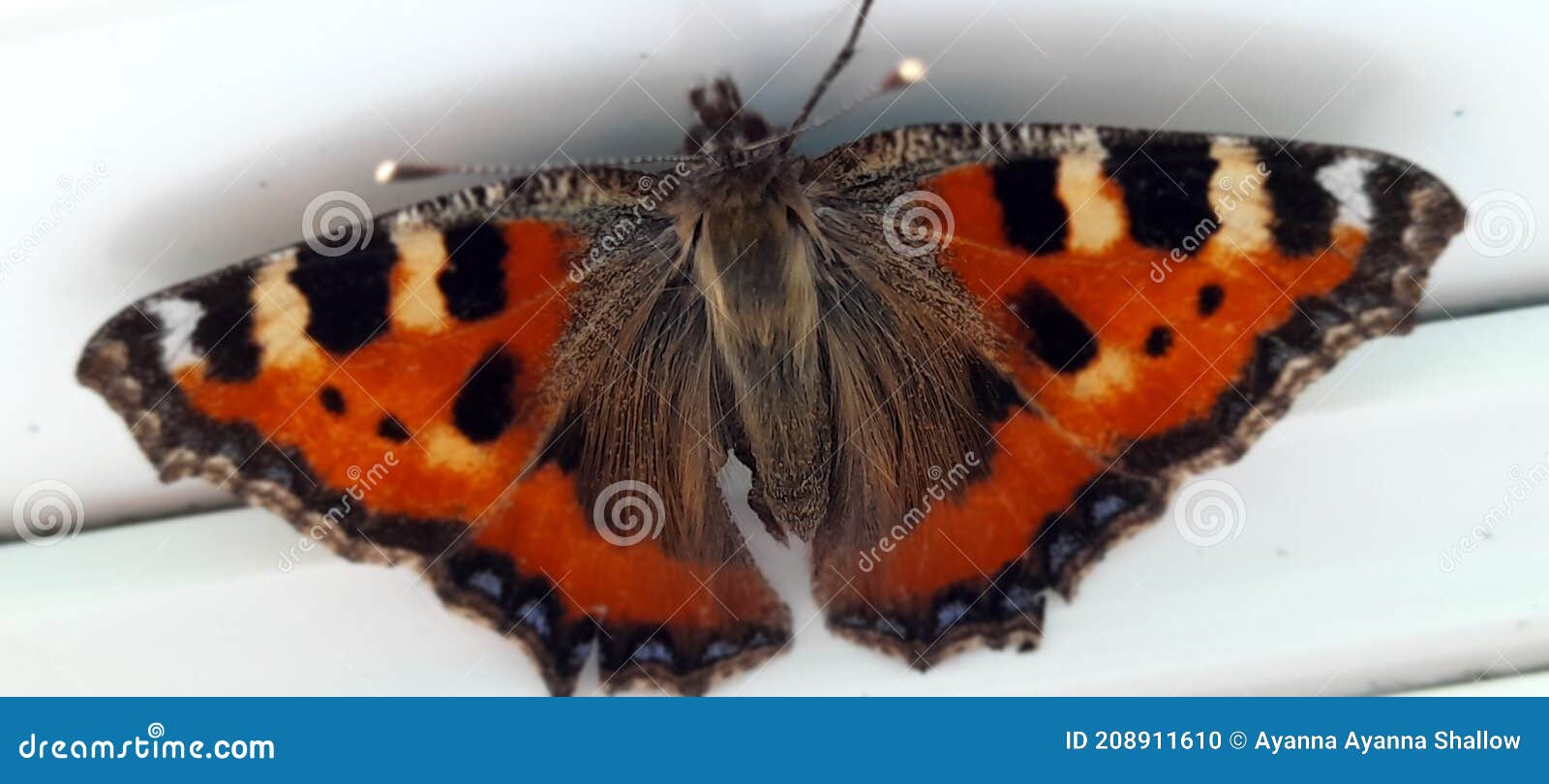 Beautiful Butterfly Spreading Its Wings Stock Photo - Image of wing ...