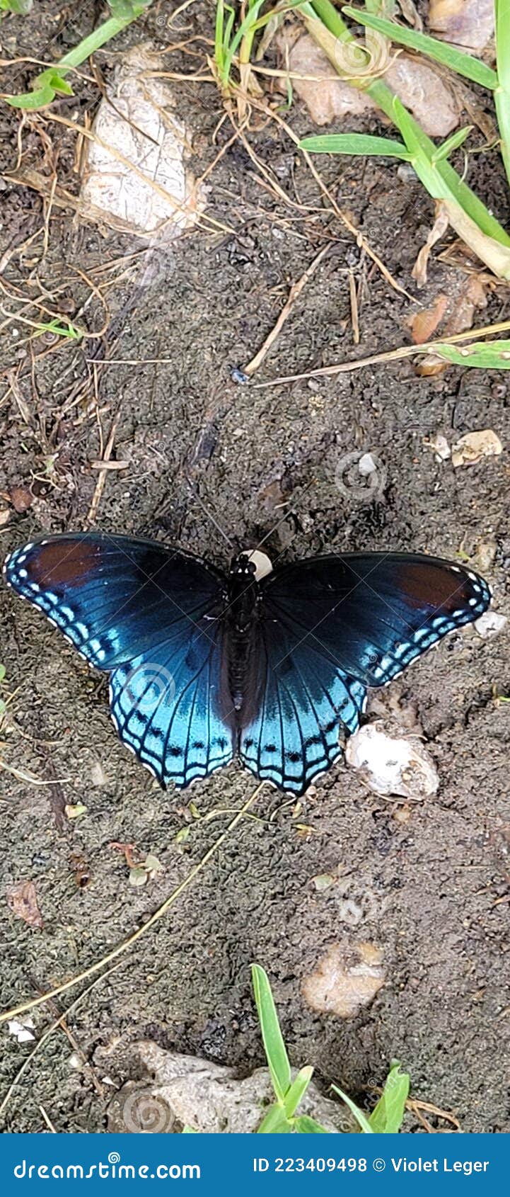 Beautiful Butterfly Spreading Its Wings Stock Photo - Image of ...
