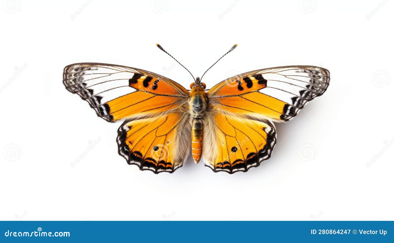 Beautiful Butterfly Top View Isolated on White Background. Generative ...