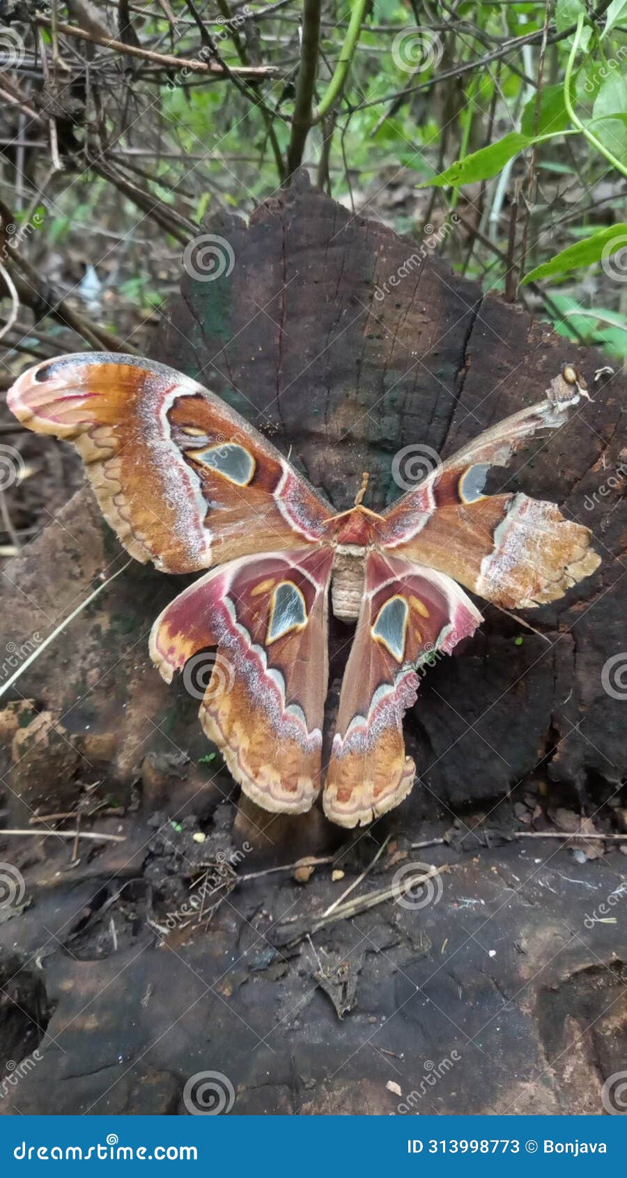 Beautiful Butterfly with Torn Right Wing Stock Image - Image of ...