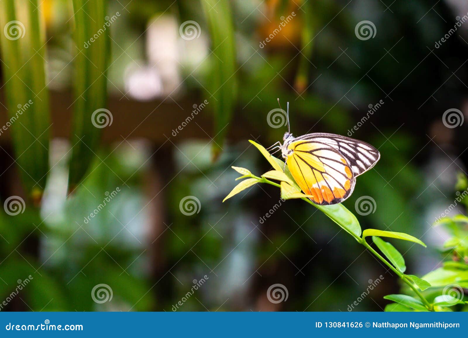 Beautiful Butterfly on Tree Stock Photo - Image of isolated, outdoors ...
