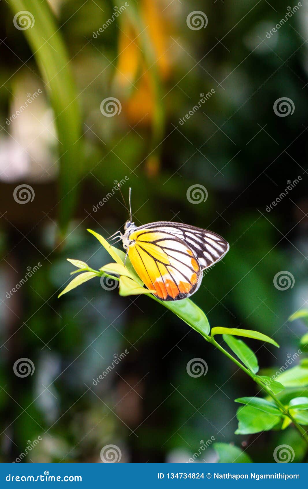 Beautiful Butterfly on Tree Stock Photo - Image of purple, morpho ...