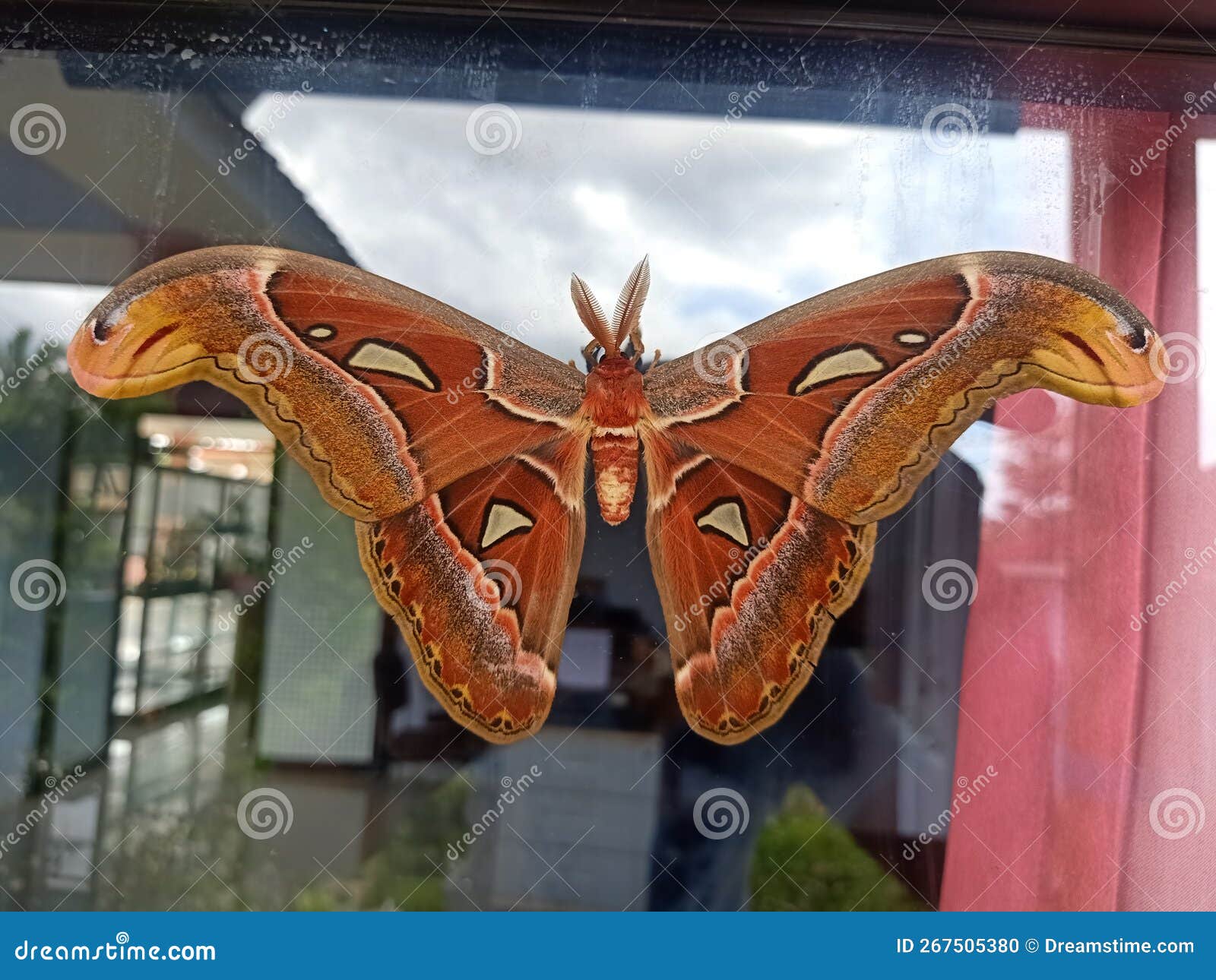 Beautiful Butterfly Typical of Southeast Asia Stock Photo - Image of ...