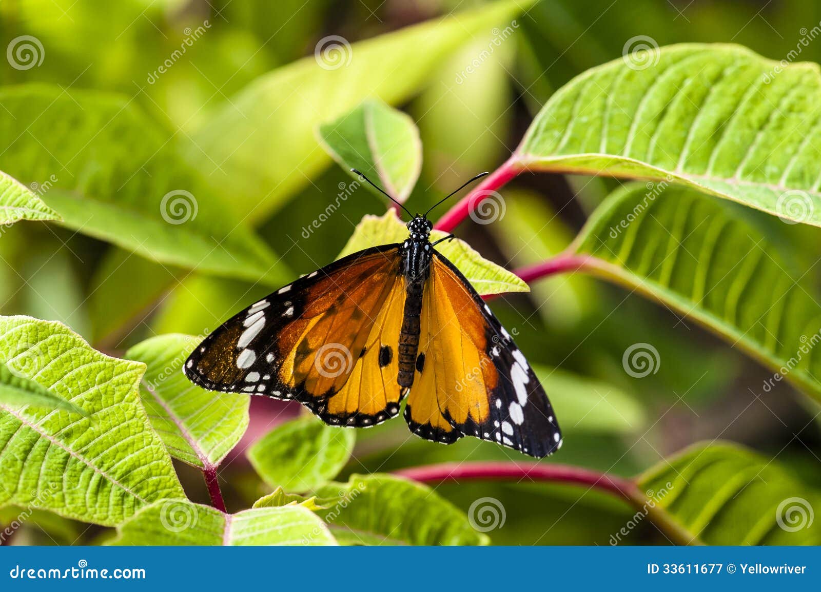 A beautiful butterfly stock image. Image of color, pretty - 33611677