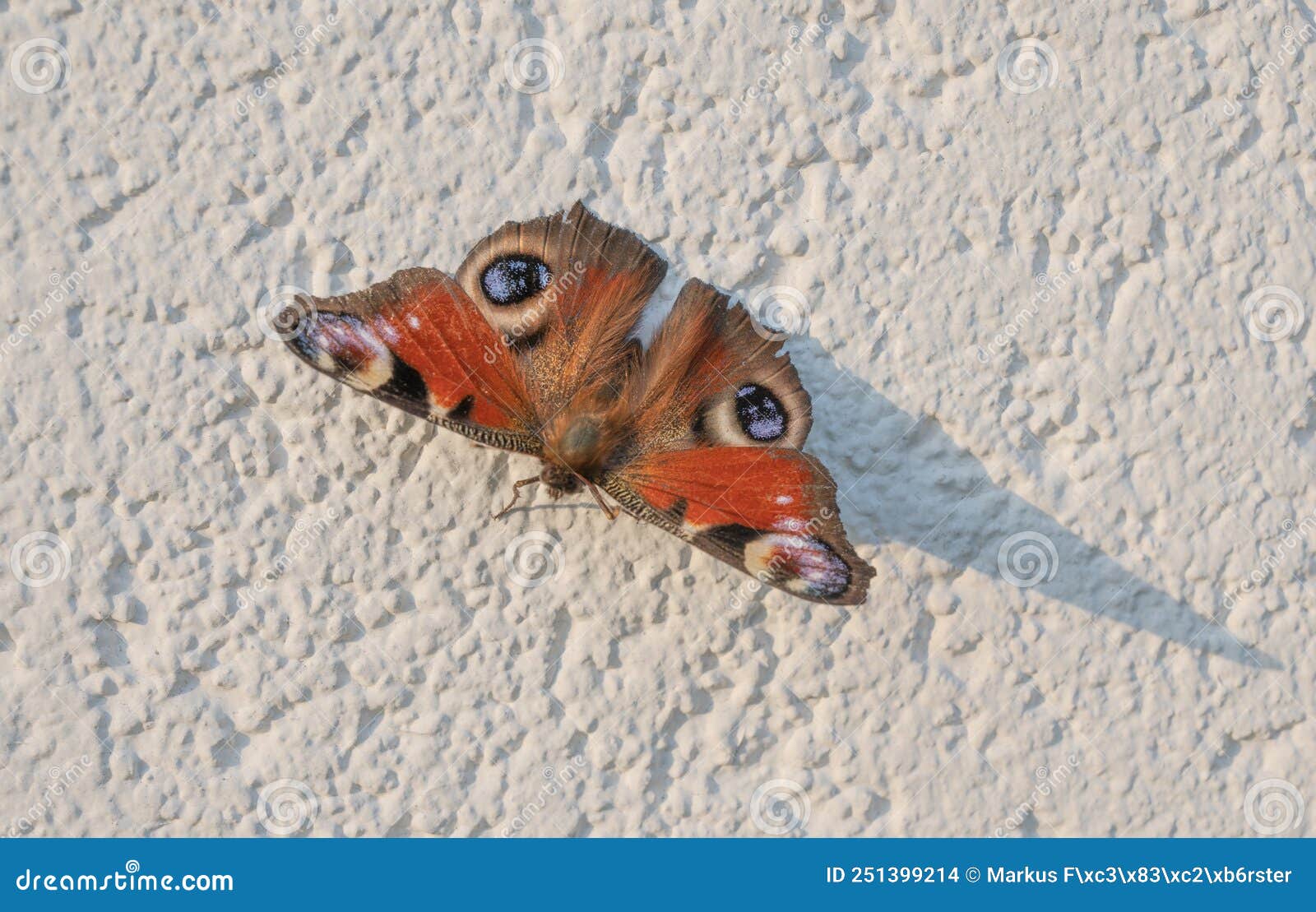 A Beautiful Butterfly on a Wall Stock Photo - Image of pollinator, hand ...