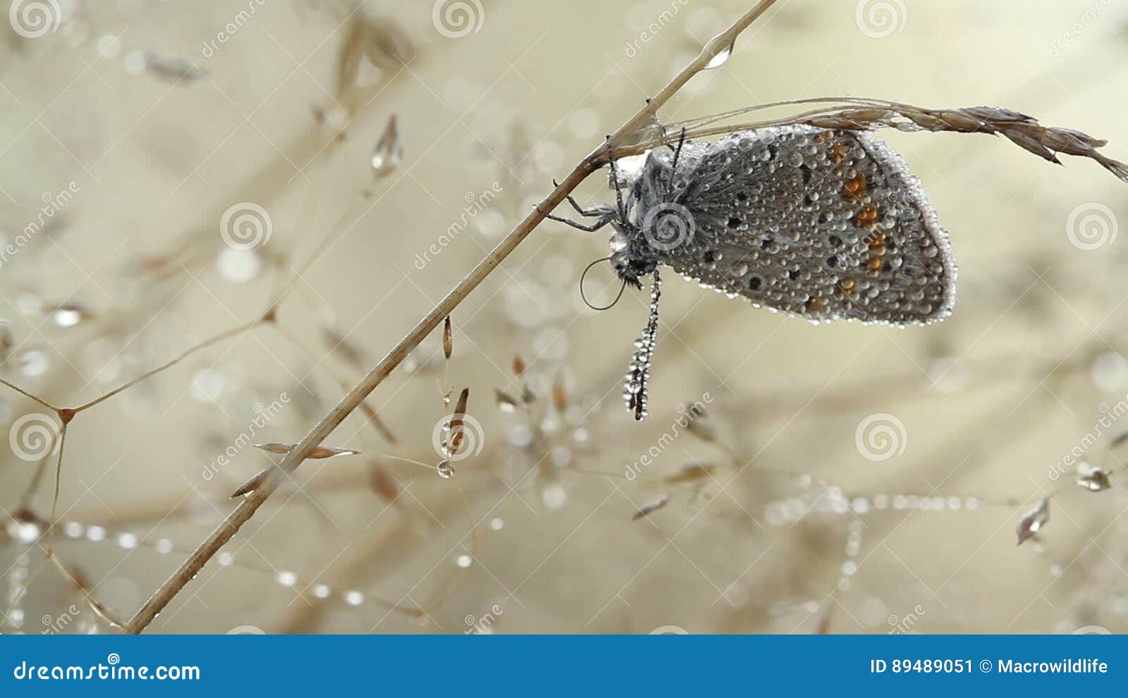 Beautiful Butterfly in Water Drops at Summer Morning Stock Video ...