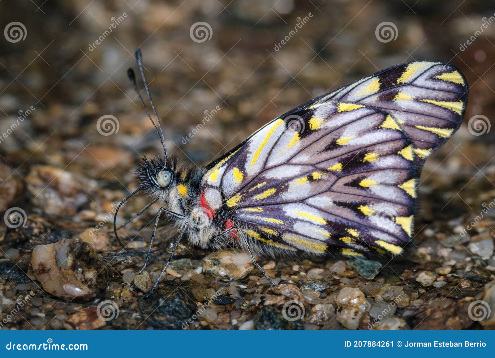 Beautiful Butterfly on Wet Sand Stock Image - Image of ecology, seitzi ...