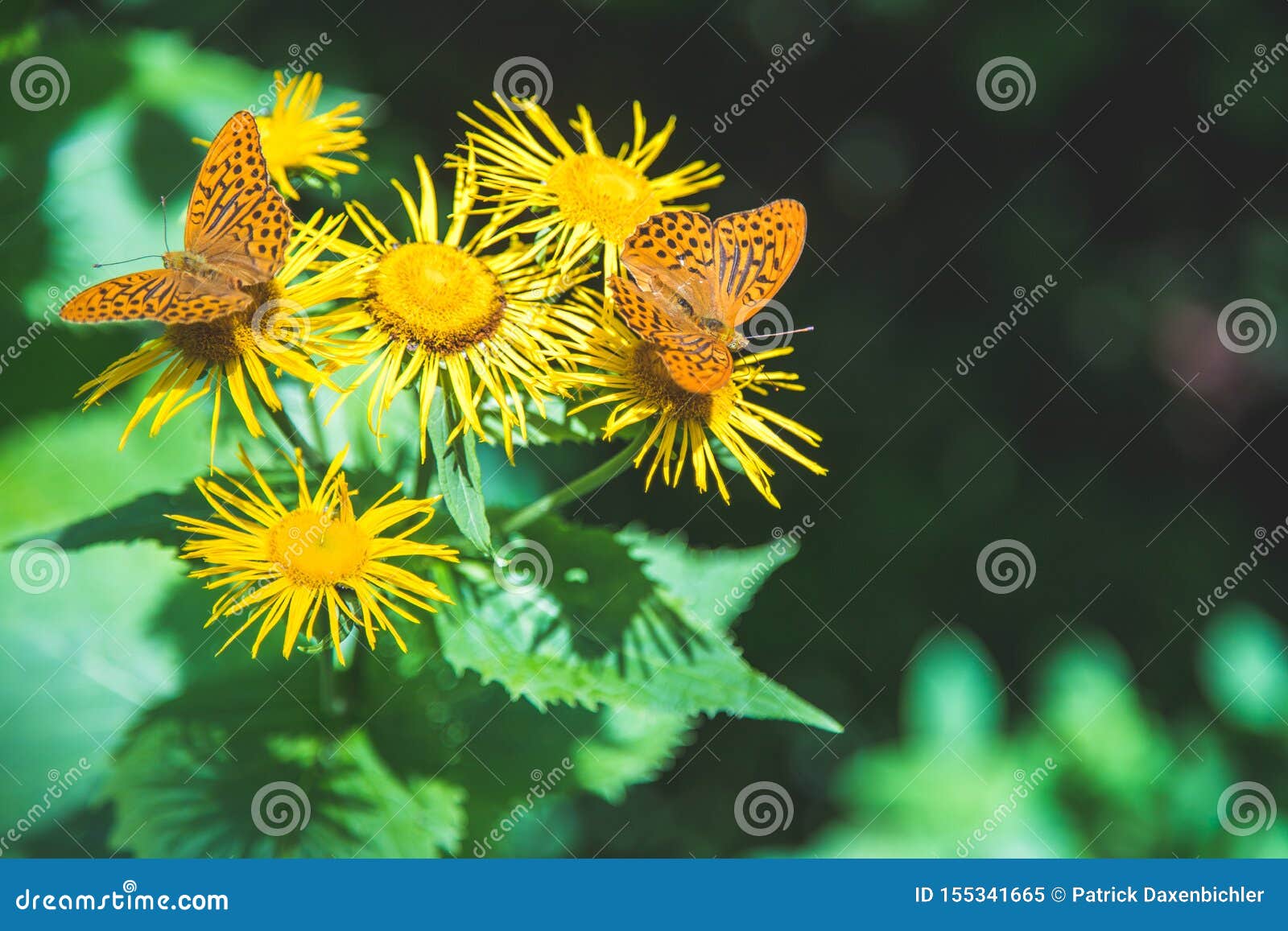Beautiful Butterfly on a Yellow Flower. Spring Time Stock Image - Image ...