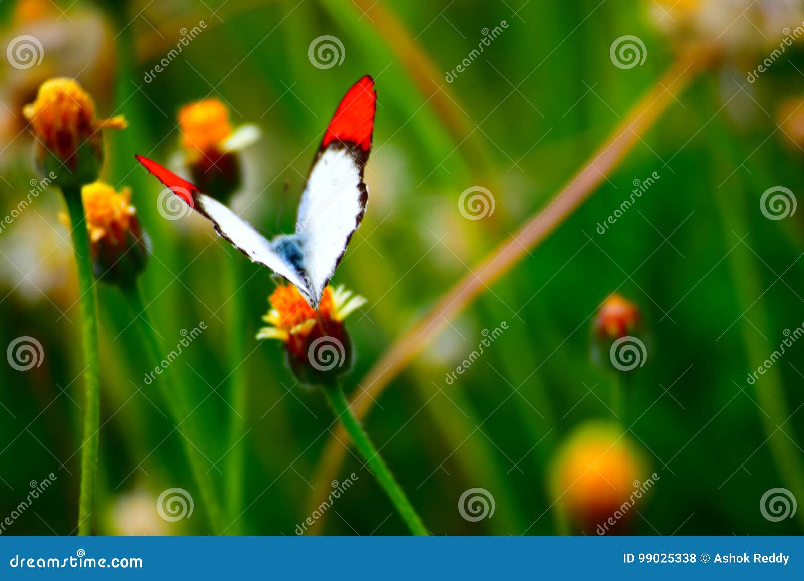 Buttetfly stock photo. Image of insects, insect, grass - 99025338