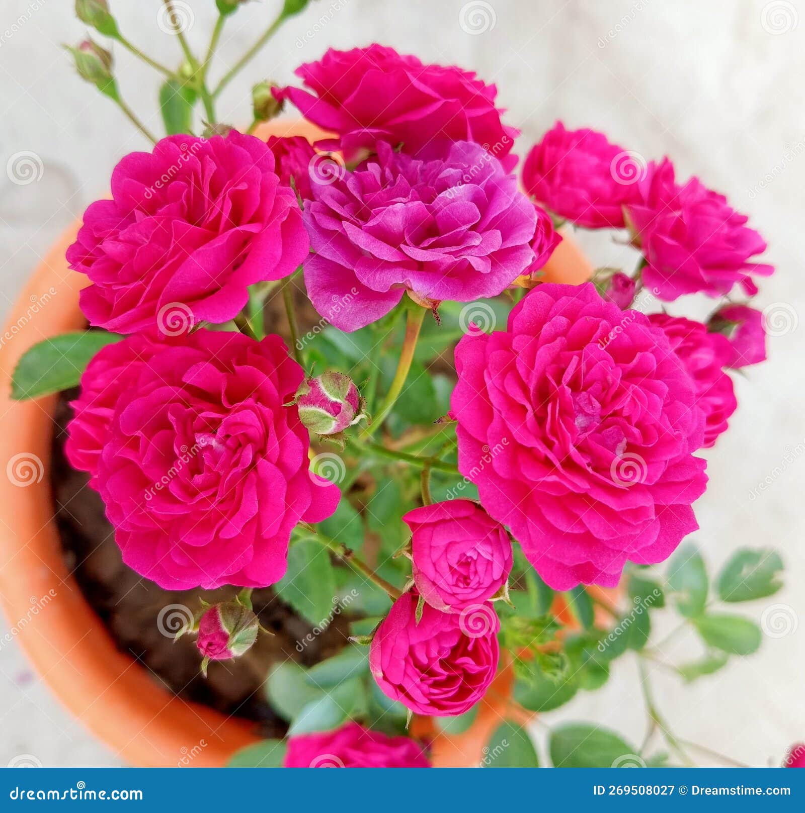 Beautiful button Roses stock image. Image of purple - 269508027