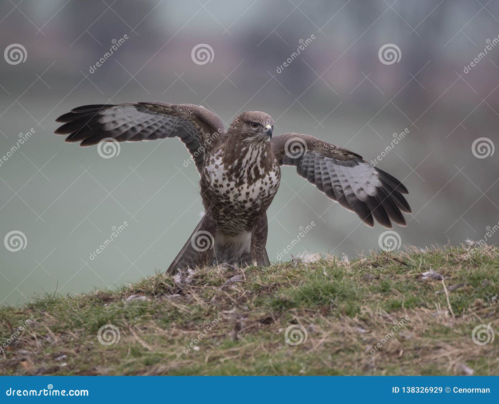 Beautiful Buzzard and Its Prey Stock Image - Image of buzzard, bird ...
