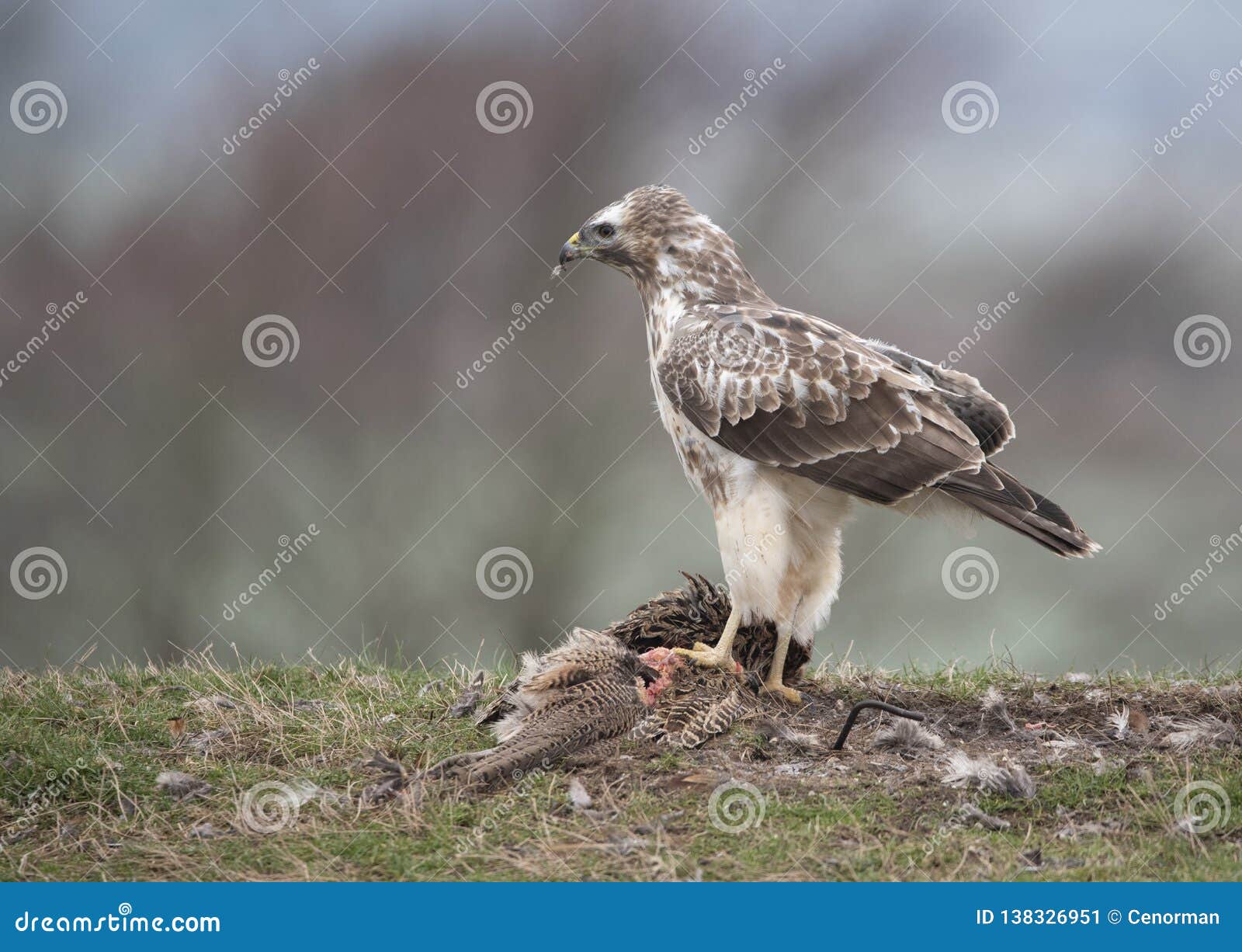 Beautiful Buzzard and Its Prey Stock Image - Image of buzzard, bird ...
