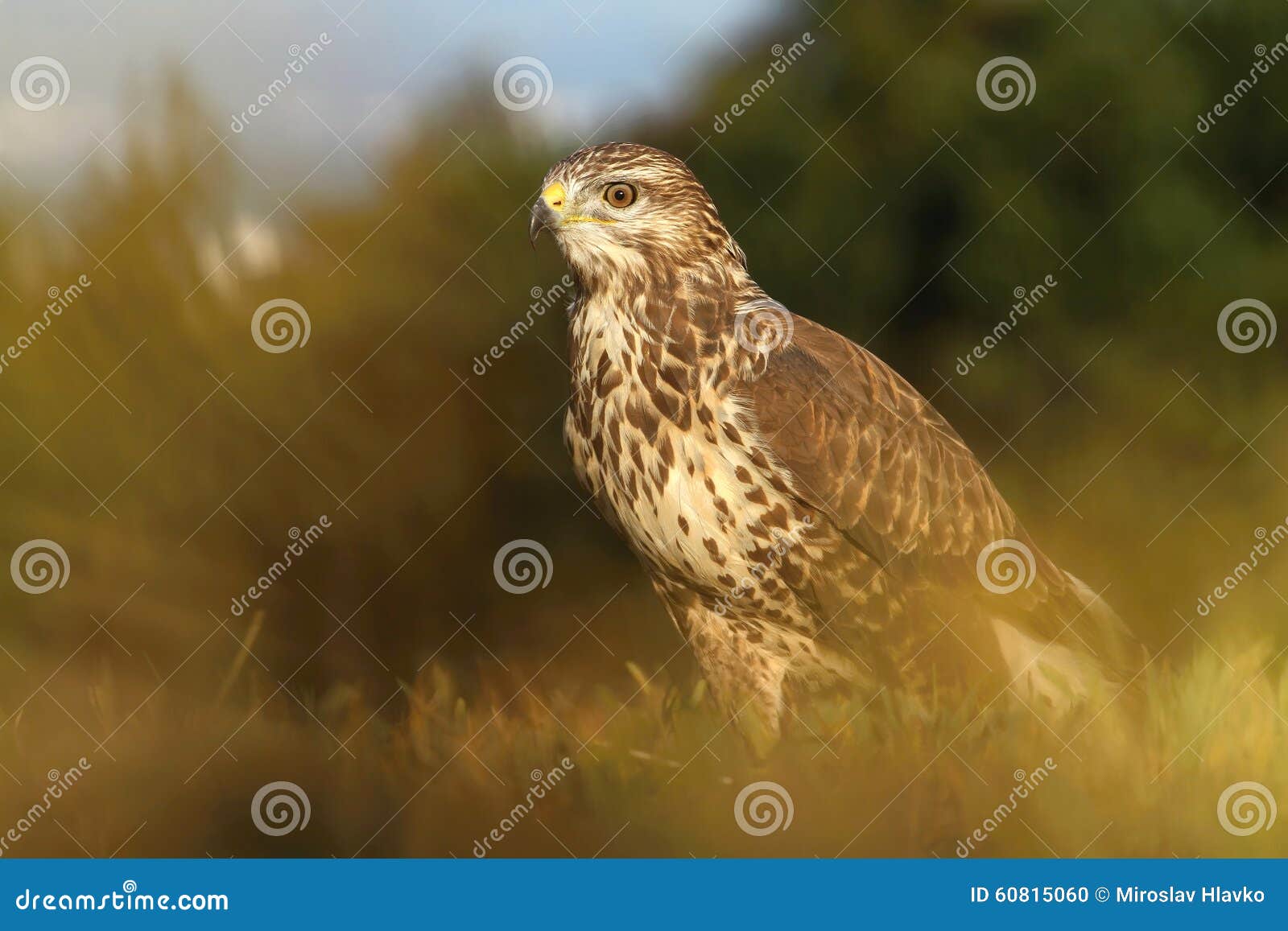Beautiful buzzard stock photo. Image of buzzard, dangerous - 60815060