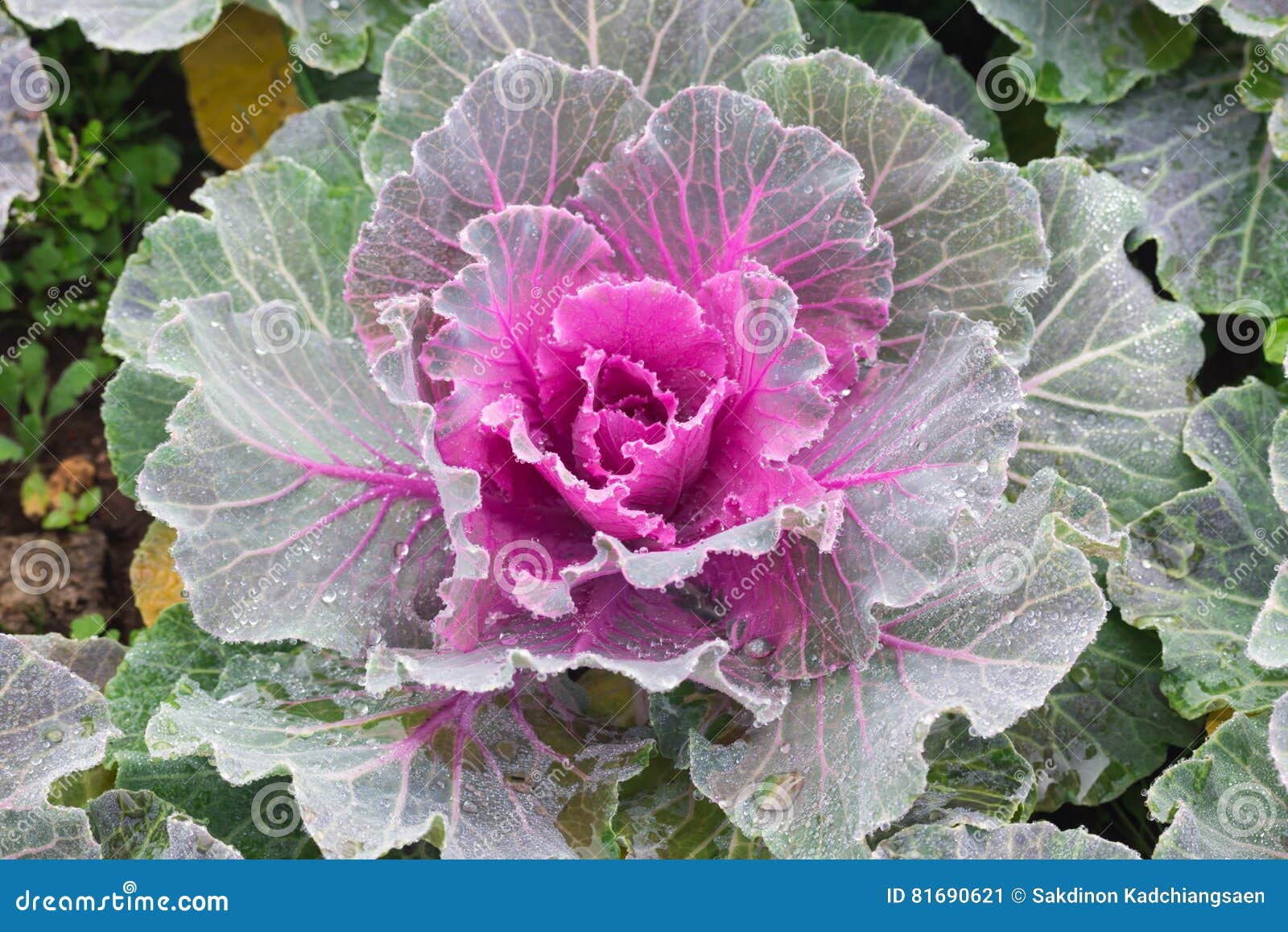 Beautiful cabbage flower stock image. Image of freshness - 81690621