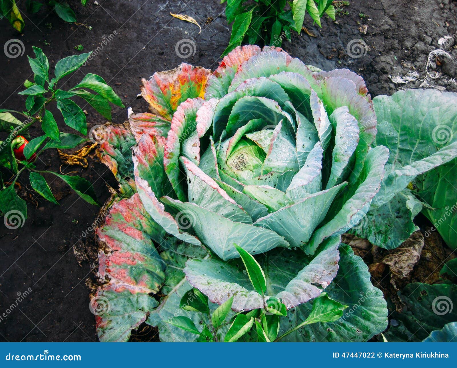 Beautiful cabbage stock photo. Image of ornamental, nature - 47447022