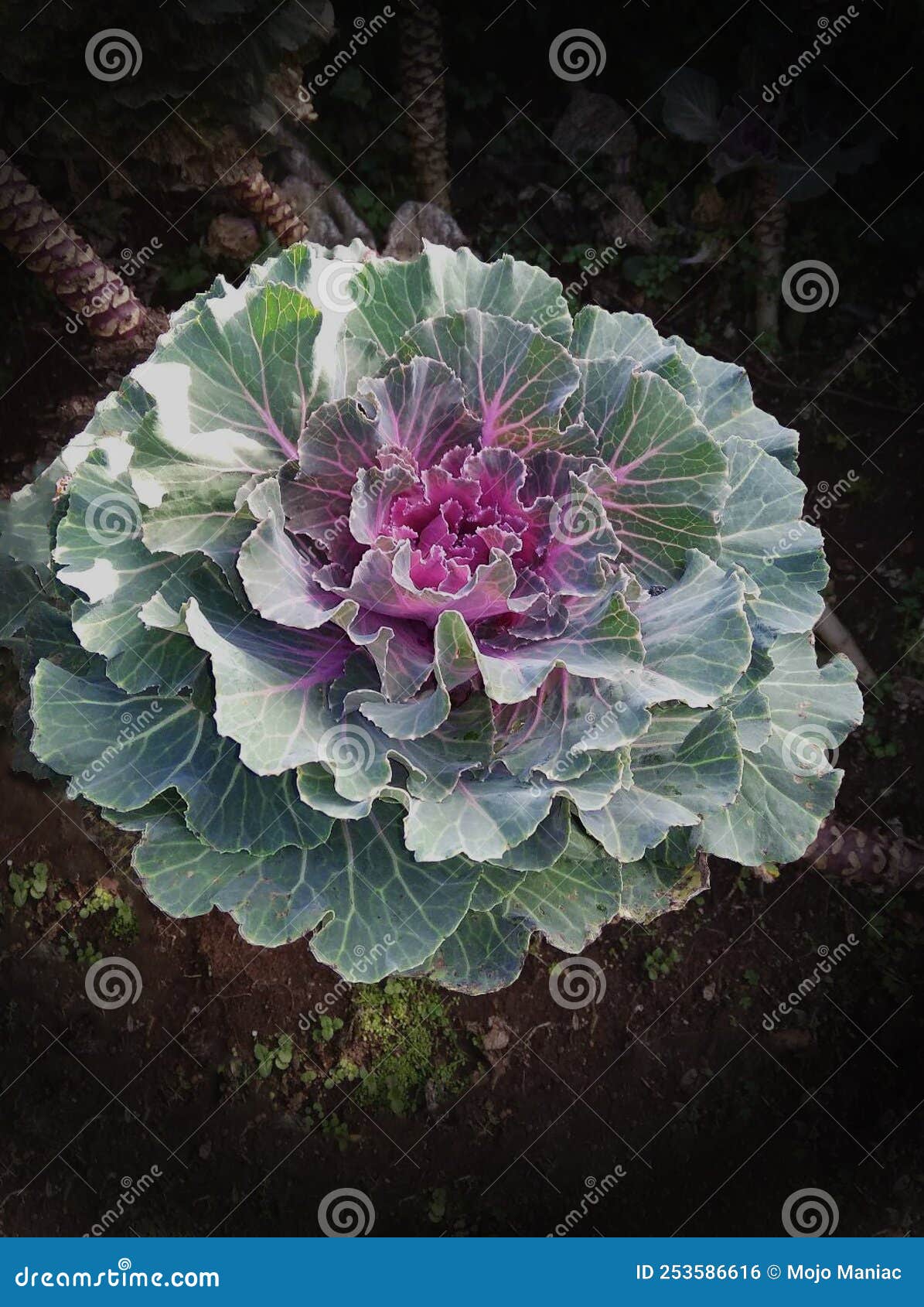 Cabbage stock photo. Image of blossom, shrub, beautiful - 253586616