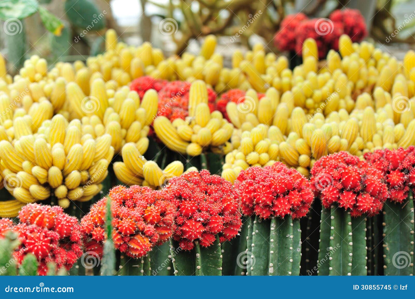 Beautiful cacti flower stock image. Image of flora, detail - 30855745