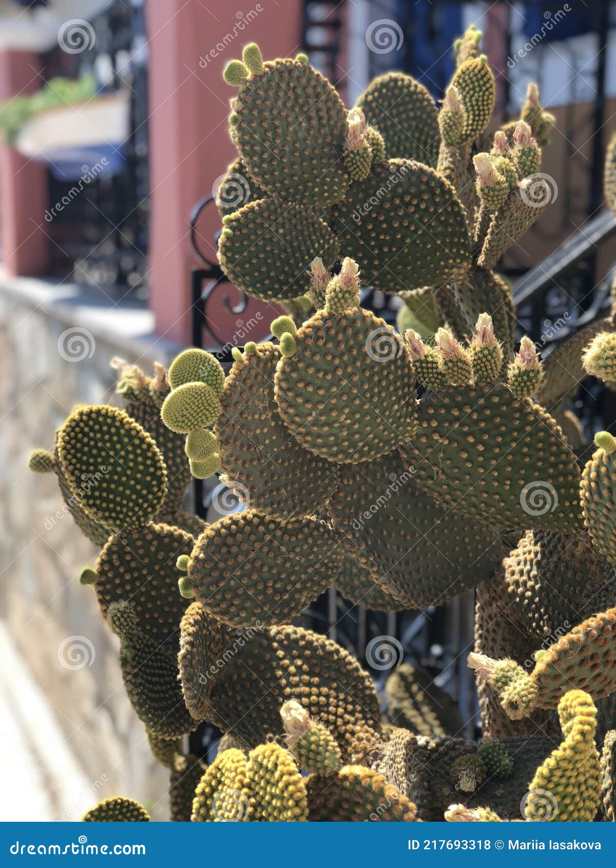 Beautiful cacti in greece stock photo. Image of greece - 217693318