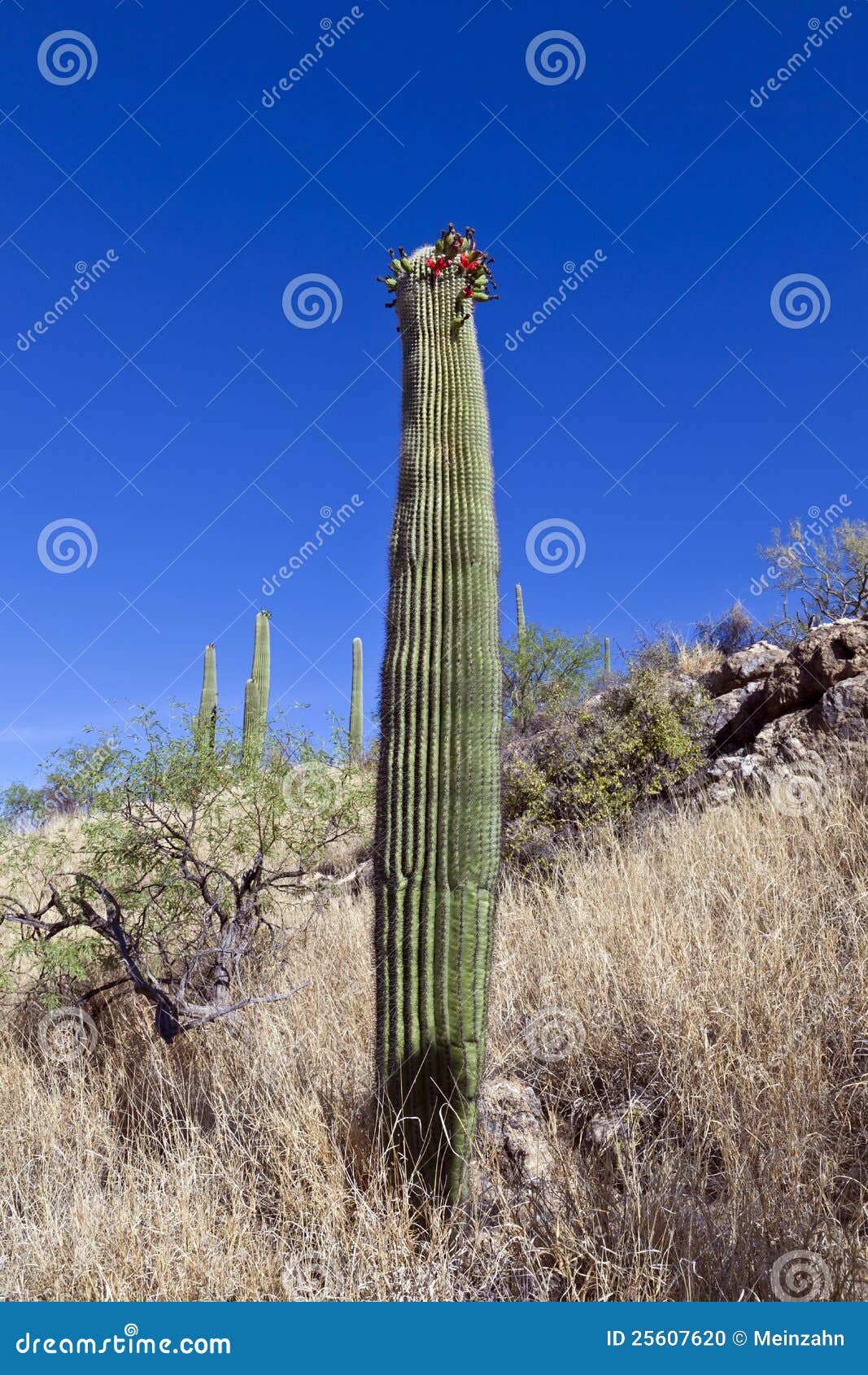 Beautiful Cacti in Landscape Stock Photo - Image of fruit, landscape ...