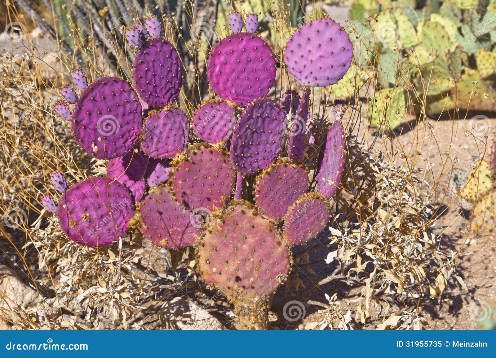 Beautiful Cacti in Landscape Stock Image - Image of rocks, arizona ...