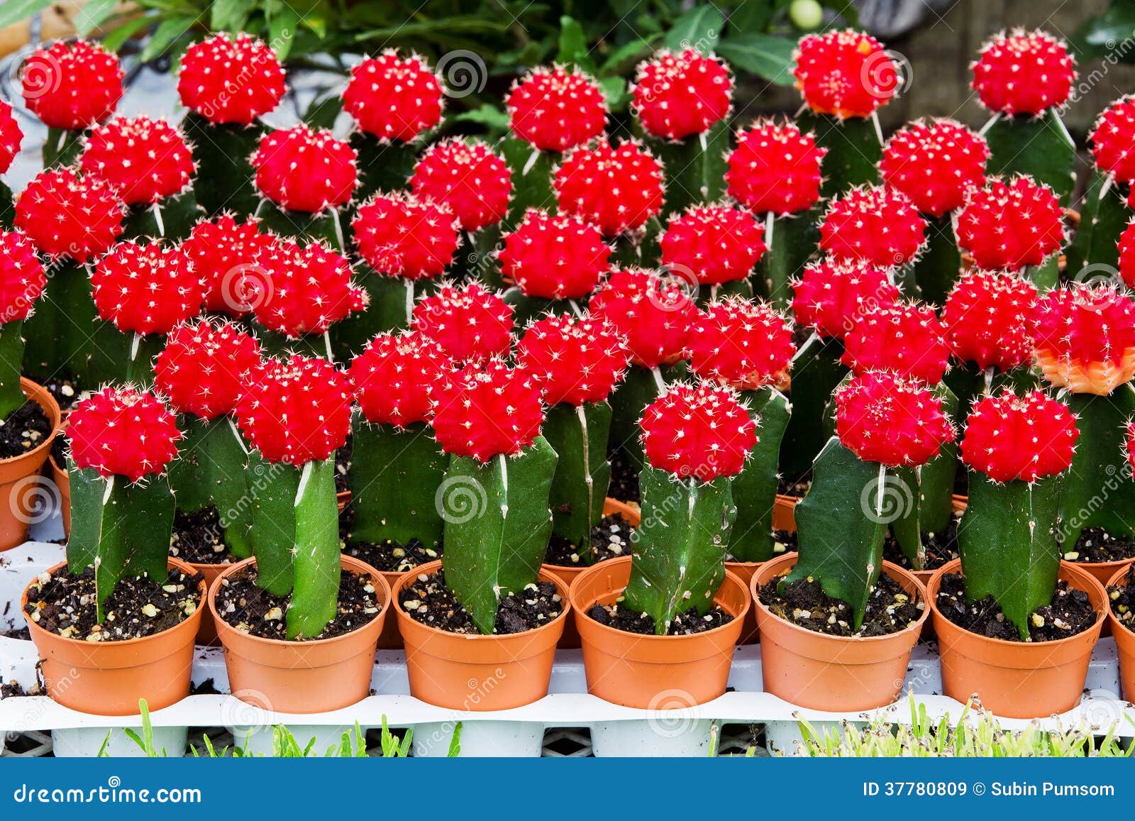 Beautiful cactus stock image. Image of succulent, small - 37780809