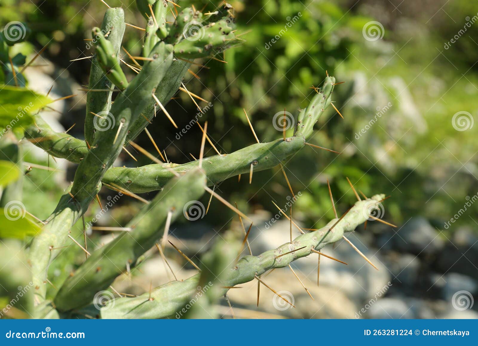 Beautiful Cactus with Big Thorns Growing Outdoors, Closeup Stock Photo ...