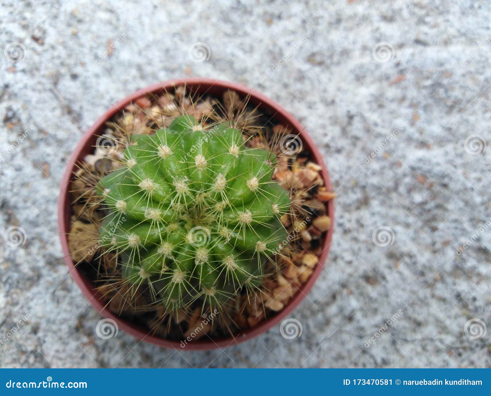Beautiful Cactus Cute Little Cactus Stock Image - Image of cactus ...