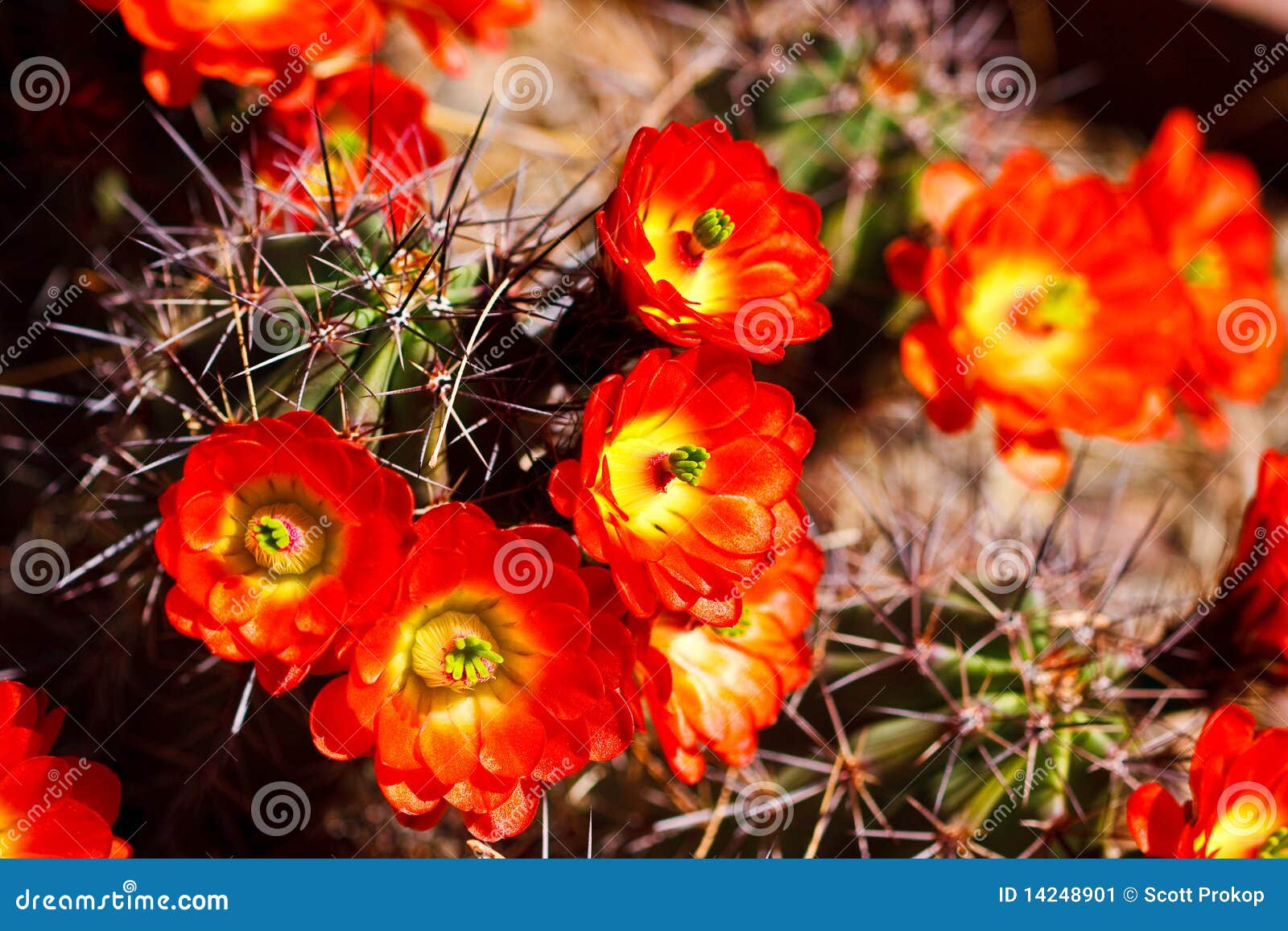Beautiful Cactus Flower Blossom Stock Image - Image of botanical ...