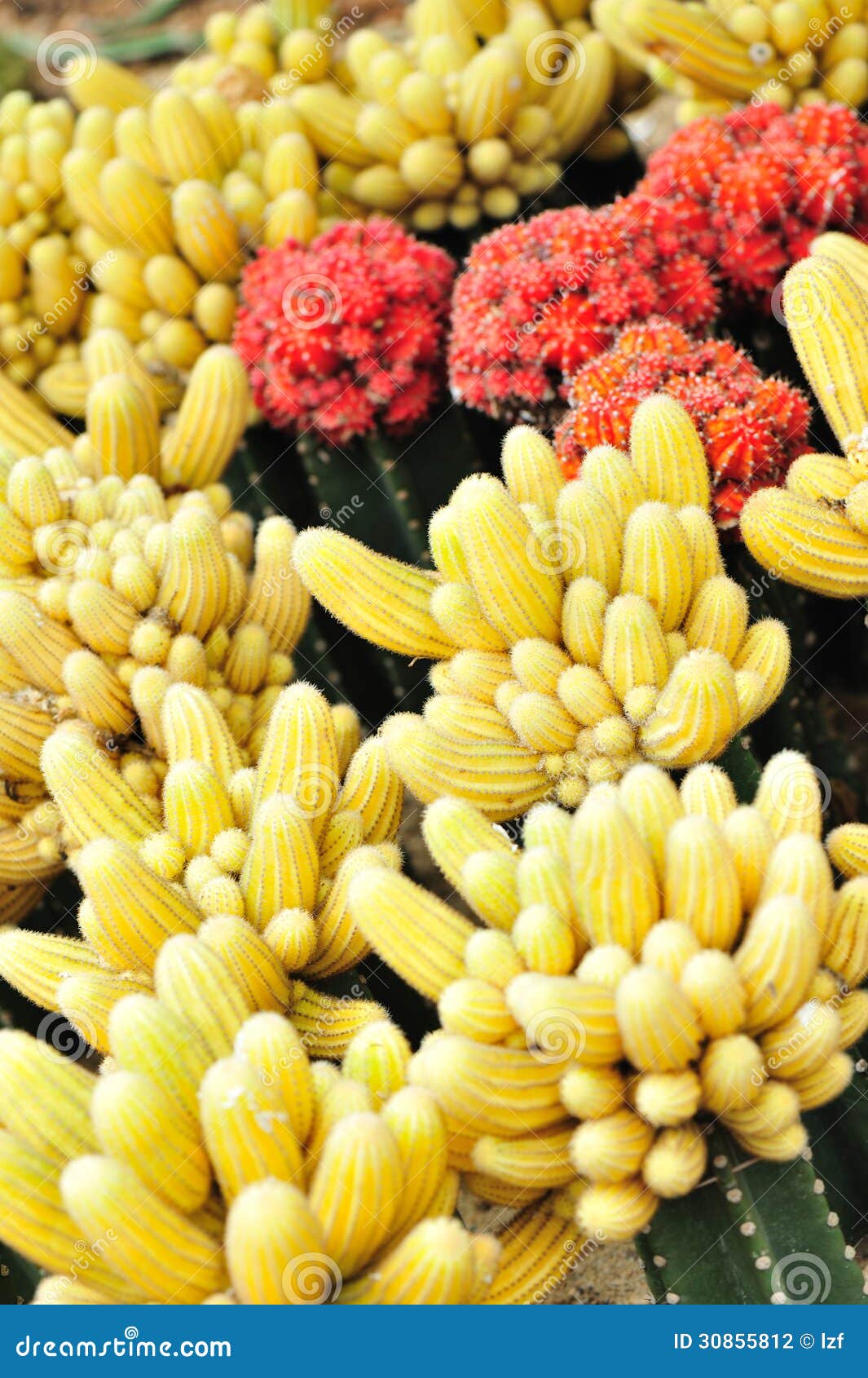 Beautiful Cactus Flower Garden Stock Photo - Image of bloom, flora ...