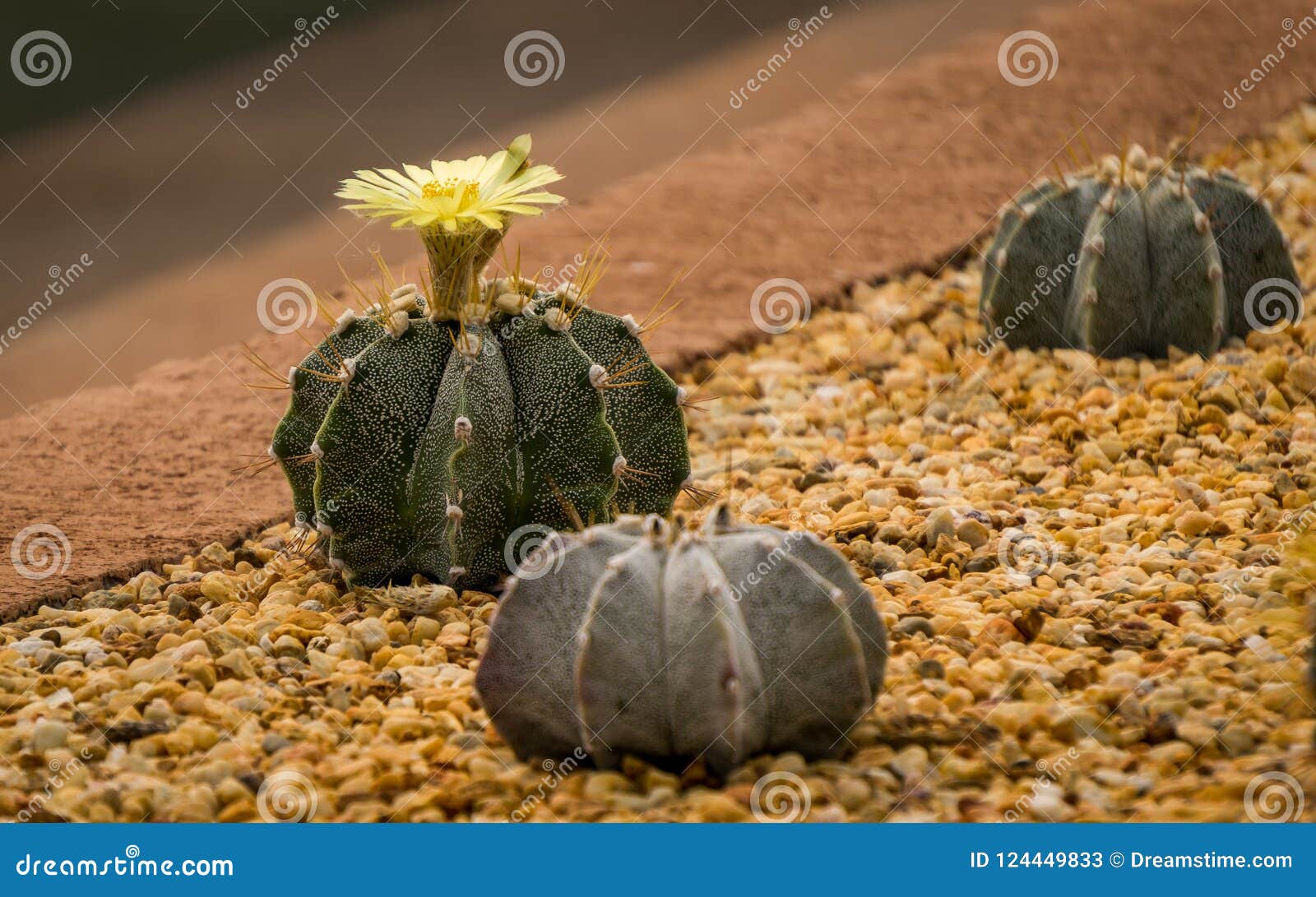BEAUTIFUL CACTUS FLOWER on LITTLE ROCKS Stock Image - Image of color ...