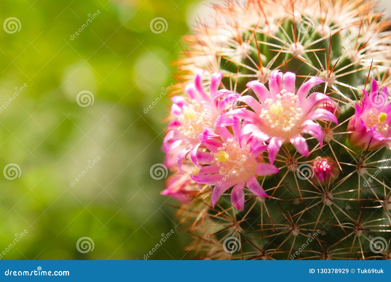 Beautiful Cactus Flower on Sunlight Stock Image - Image of natural ...