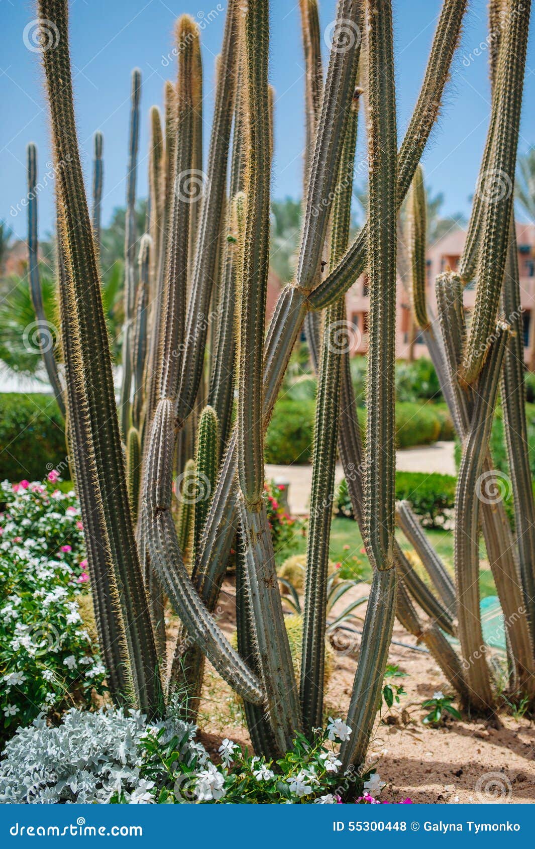 Beautiful Cactus in the Garden at Summer Stock Photo - Image of nature ...