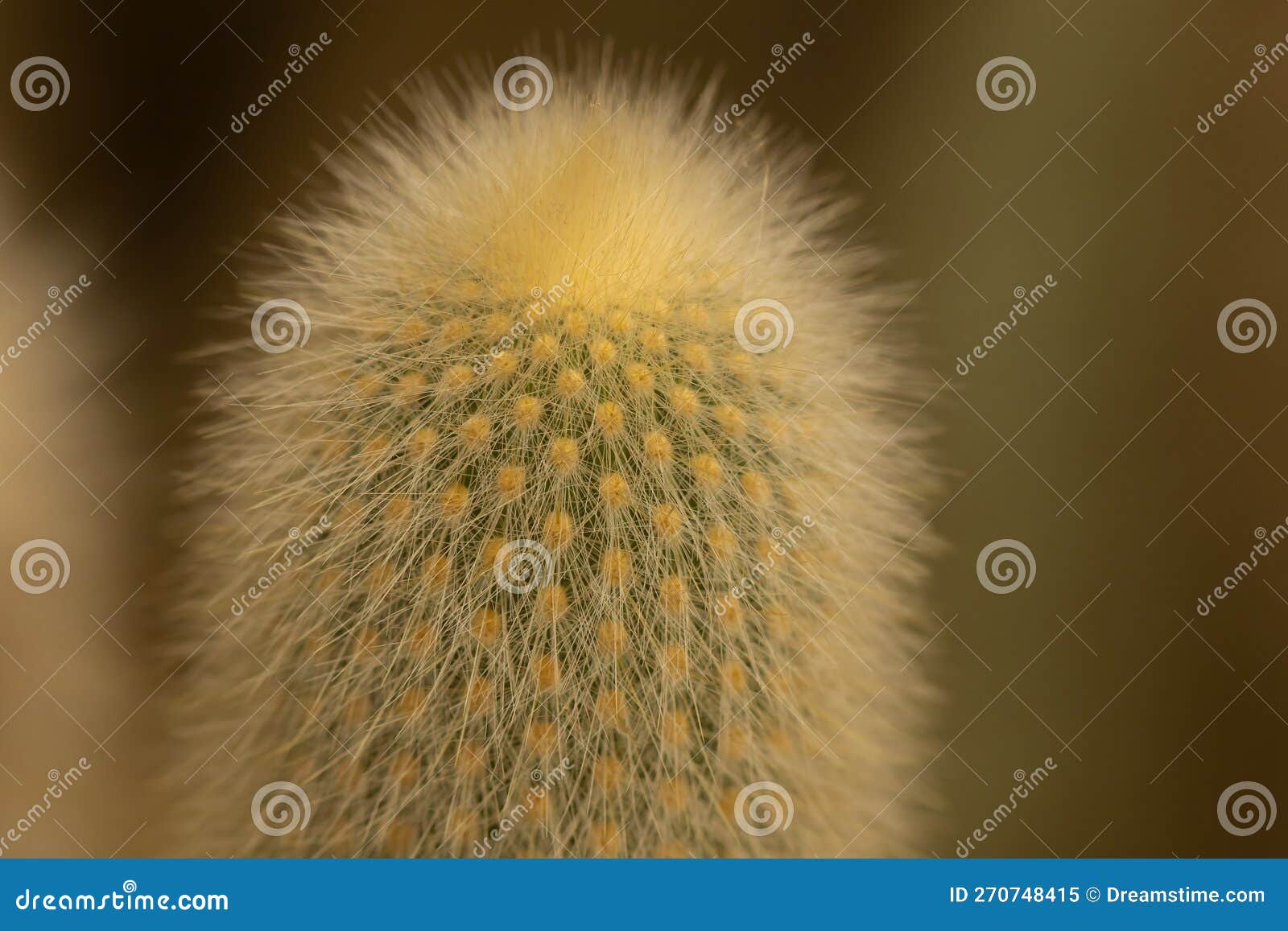 A Beautiful Cactus with a Perfect Pattern Stock Image - Image of cacti ...