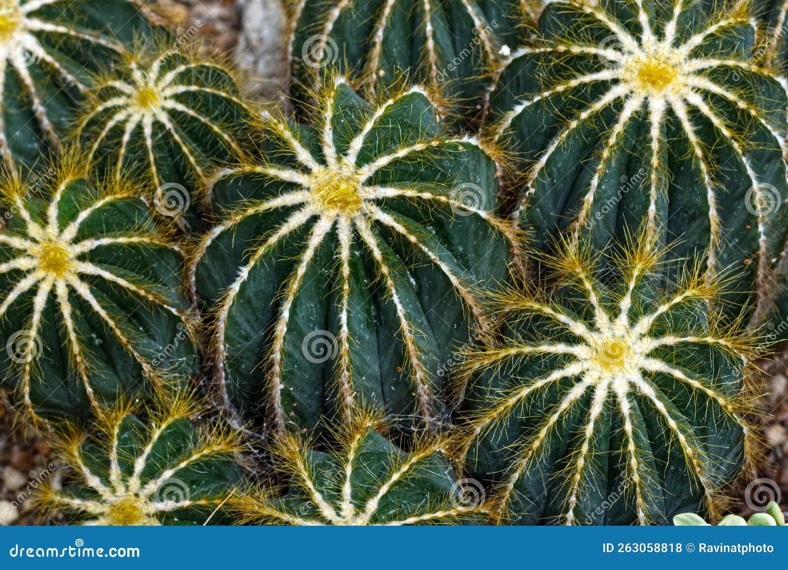 Beautiful Cactus Plants with Some Uncommon Structure, Toronto, on ...