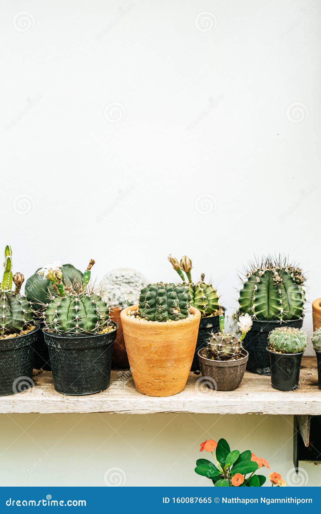 Beautiful cactus in pot stock image. Image of small - 160087665