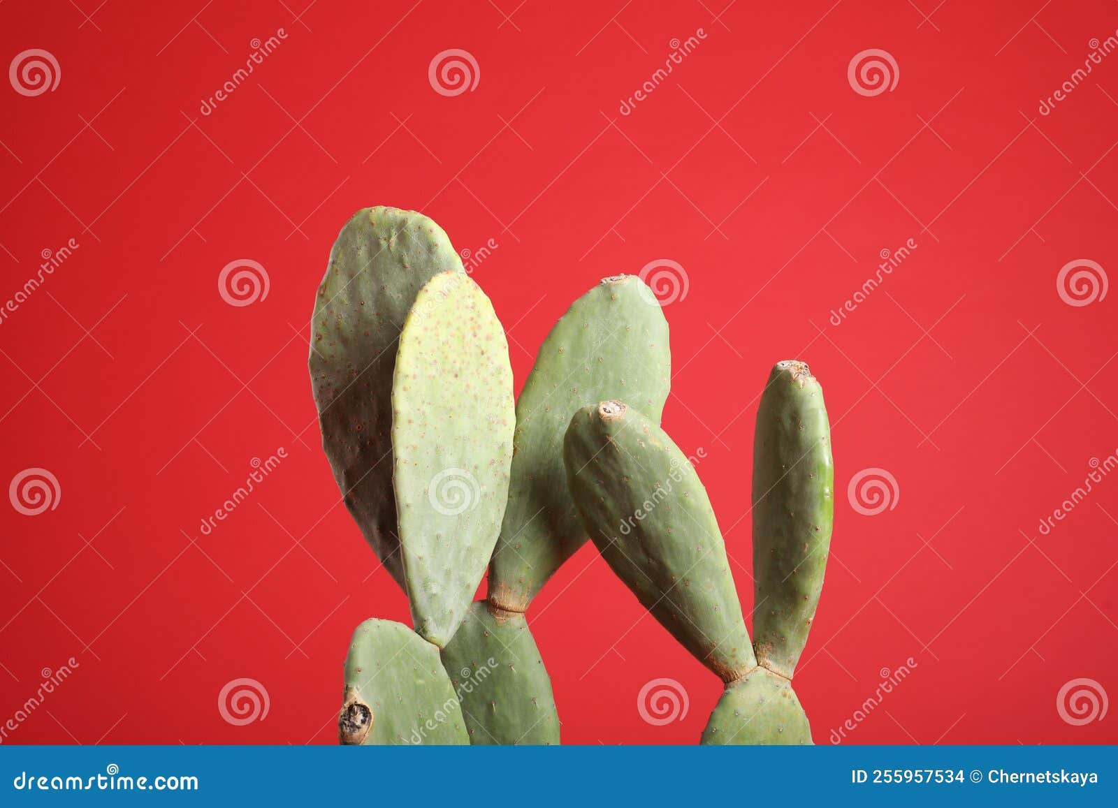 Beautiful Cactus on Red Background. Tropical Plant Stock Photo - Image ...