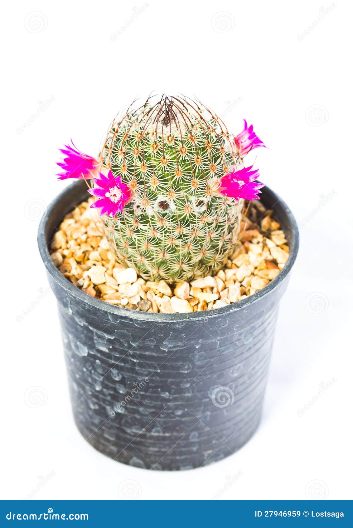 Beautiful Cactus and Violet Flower Stock Image - Image of botany, spine ...