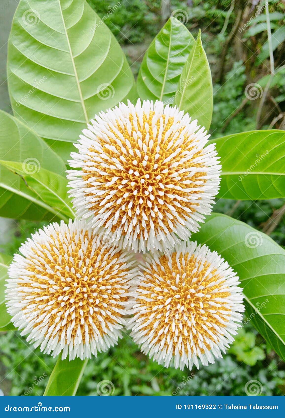 Beautiful Cadamba Flowers in the Garden. Stock Photo - Image of ...