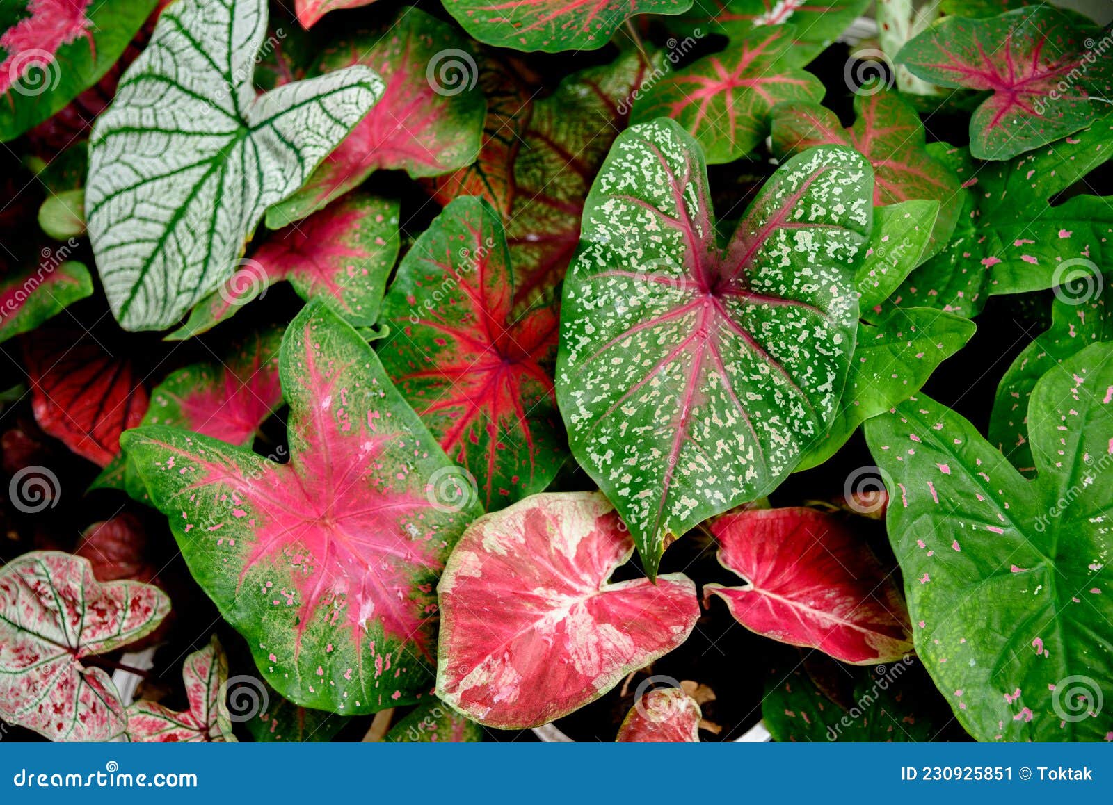 Beautiful Caladium Bicolor Colorful Leaf Stock Image - Image of garden ...