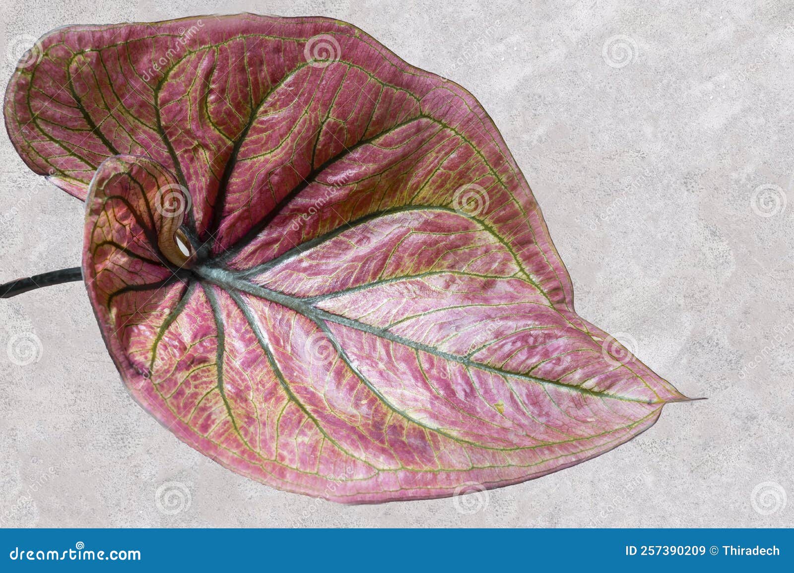 Beautiful Caladium Isolated Stock Image - Image of juicy, close: 257390209
