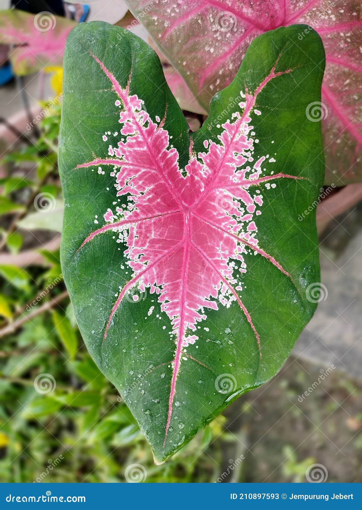 Beautiful Caladium Leaf in the Pot Stock Image - Image of garden ...