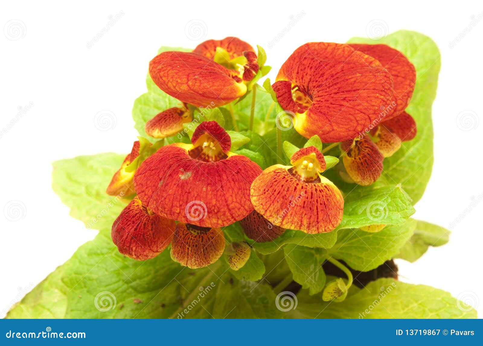 Beautiful calceolaria stock image. Image of purple, flower - 13719867